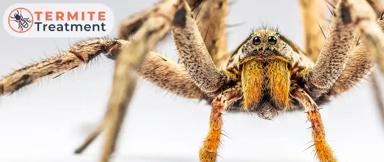 Best Tips to Keep Spiders From Infesting Your Sydney Residence